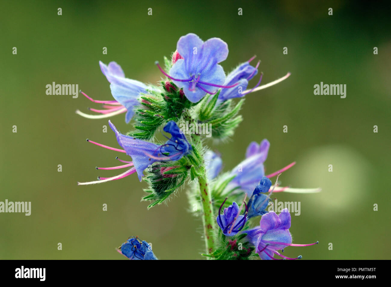 Viper’s bugloss echium vulgare hi-res stock photography and images - Alamy