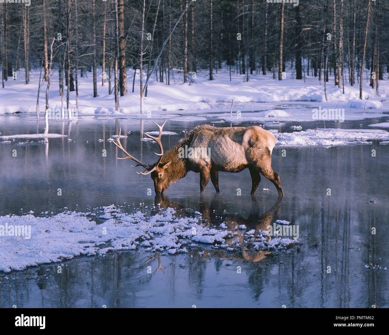 Elk, Wapiti (Cervus canadensis), Bull, Yellowstone, USA // Cerf du ...