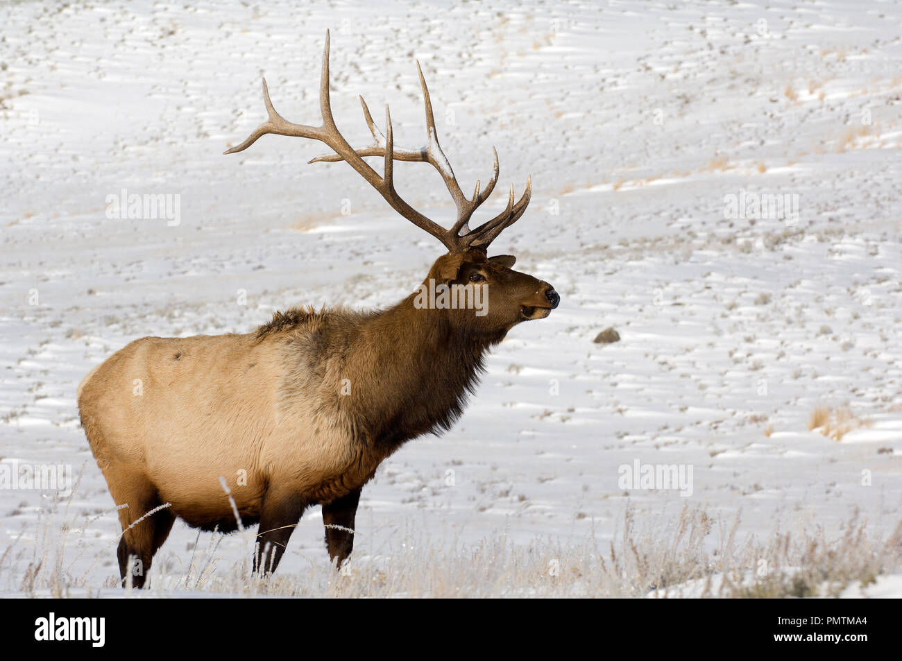 Elk, Wapiti (Cervus canadensis), Bull, Yellowstone, USA // Cerf du ...