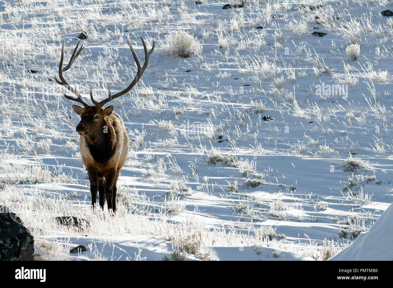 Elk, Wapiti (Cervus canadensis), Bull, Yellowstone, USA // Cerf du ...