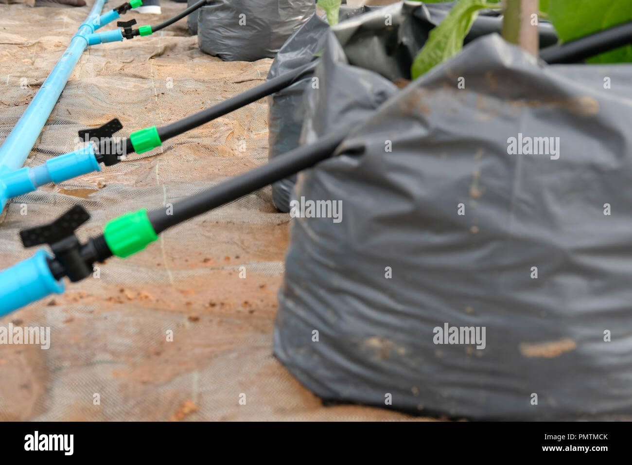 drip water irrigation system with plant growing in greenhouse nursery ...