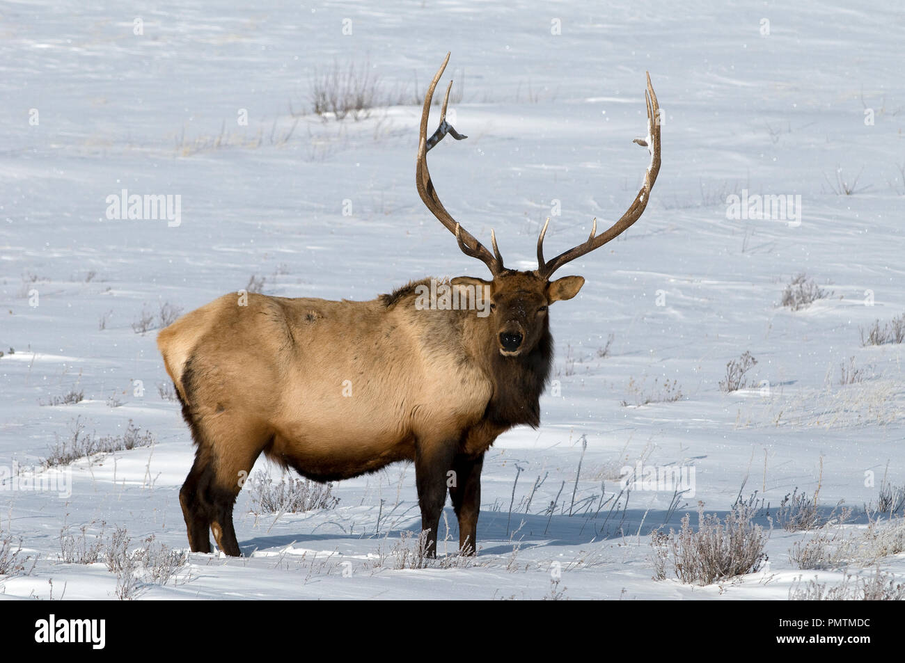 Elk, Wapiti (Cervus canadensis), Bull, Yellowstone, USA // Cerf du ...