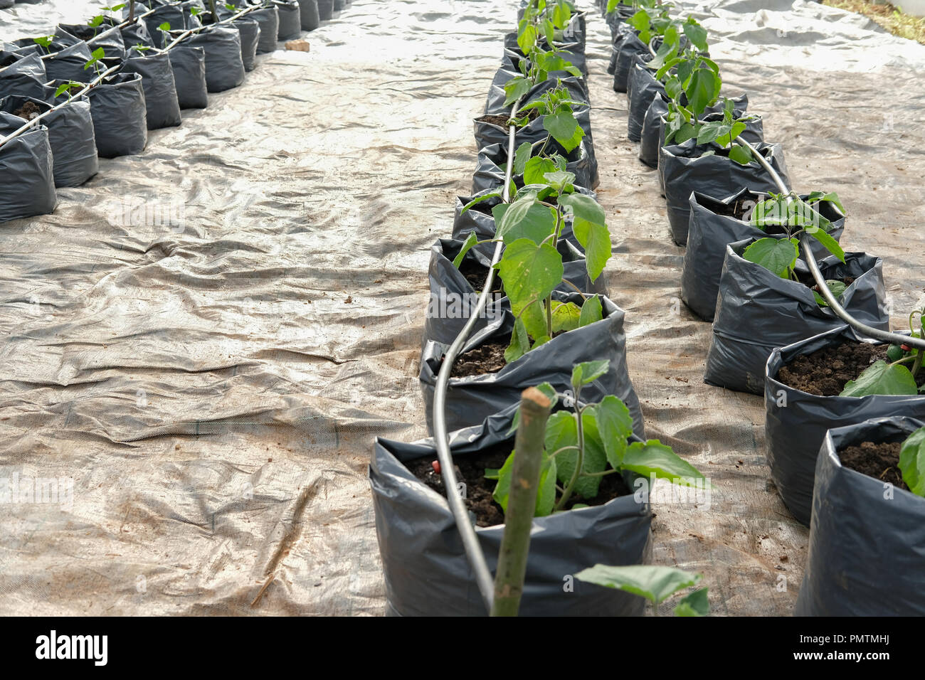 cape gooseberries growing in greenhouse plant nursery with drip water ...
