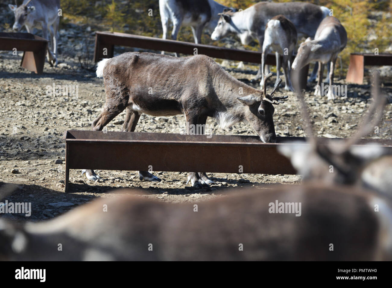 Genhe. 18th Sep, 2018. A reindeer feeds on fodder in Yue'anli Forest ...