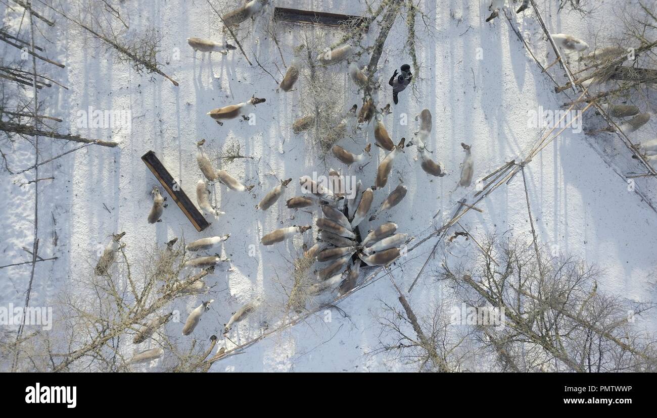 Genhe. 23rd Dec, 2017. Forester Zhang Guohua replenishes fodder for ...