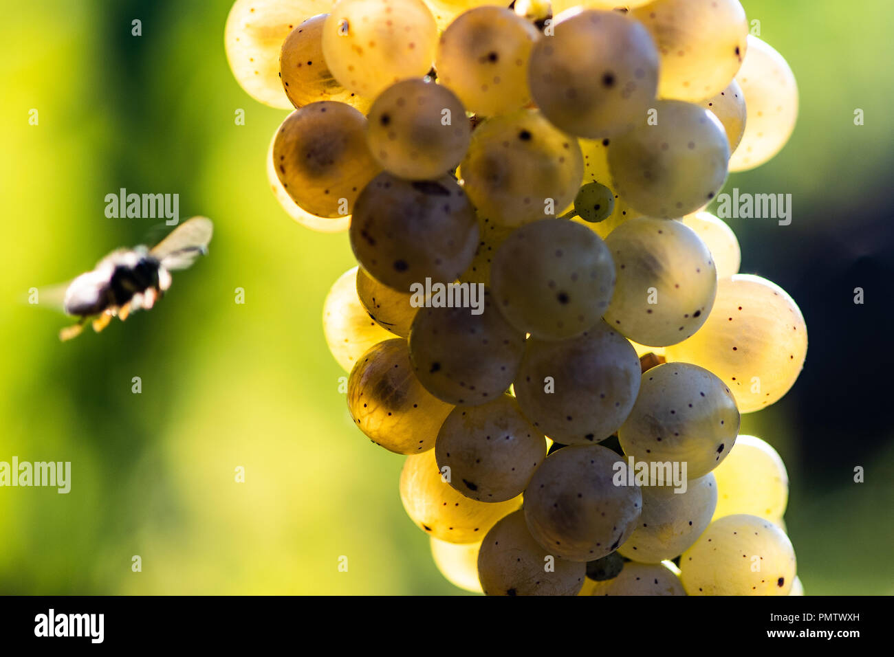 Grapes with flies hi-res stock photography and images - Alamy