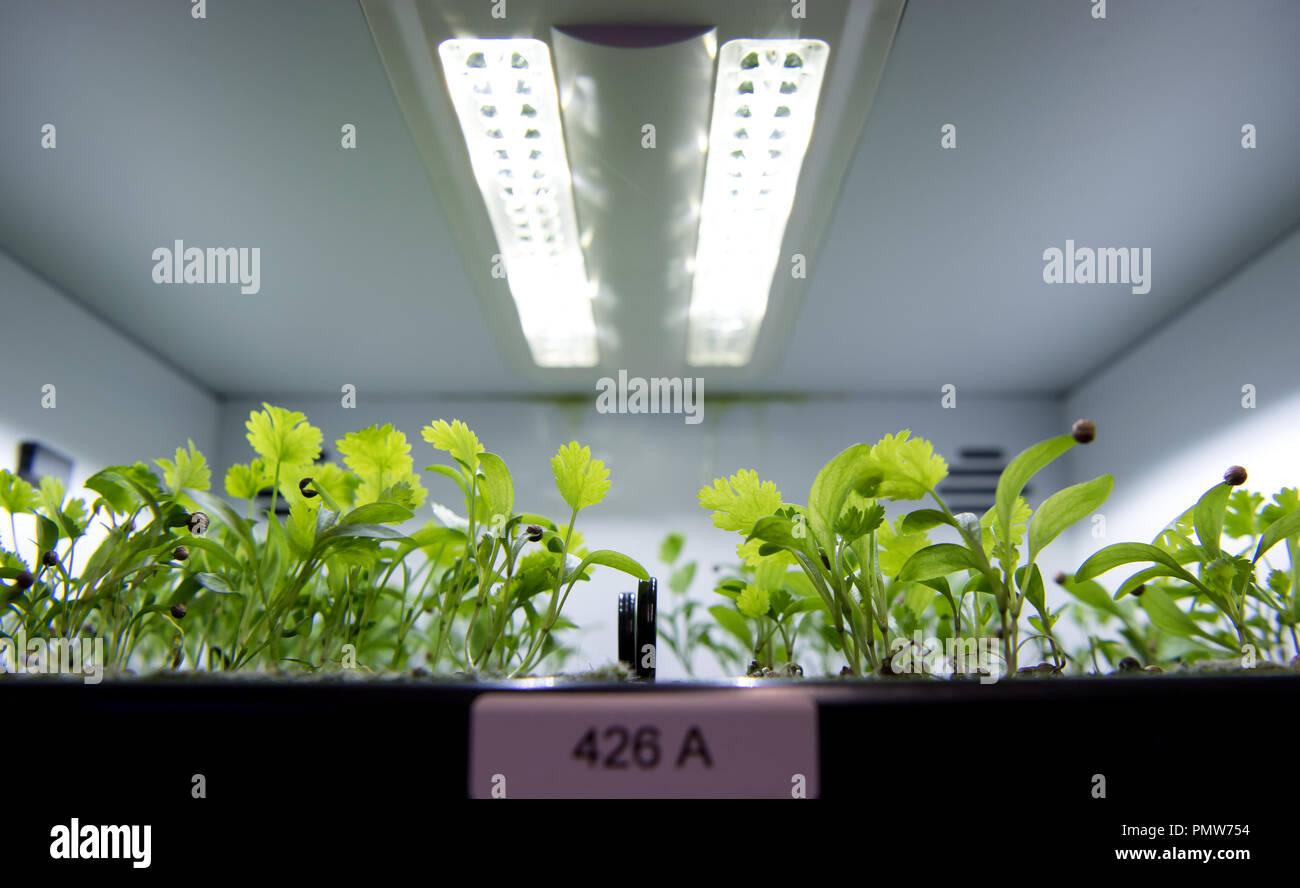 Vertical farming led hi-res stock photography and images - Alamy