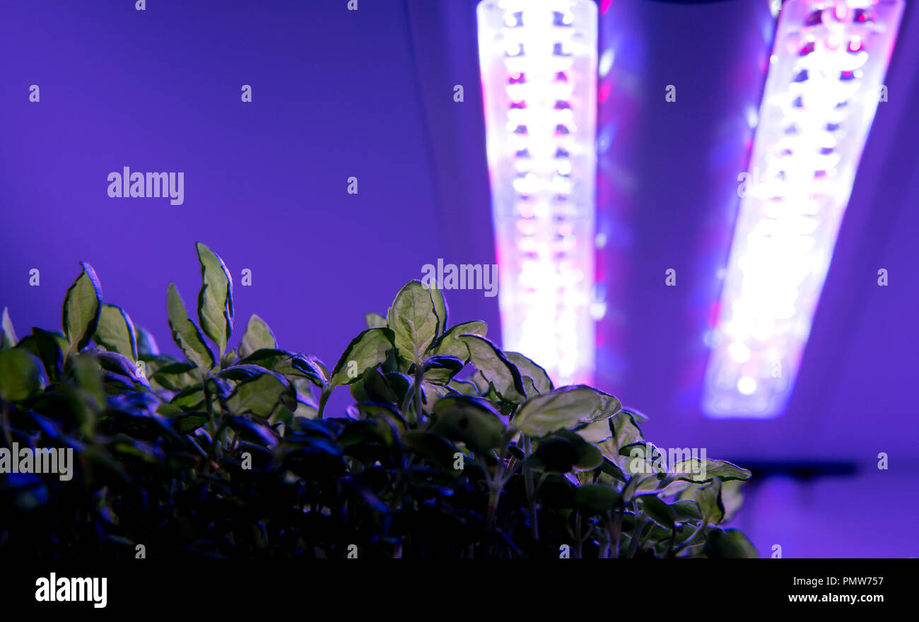 Munich, Bavaria. 11th Sep, 2018. Various salads and herbs grow under ...