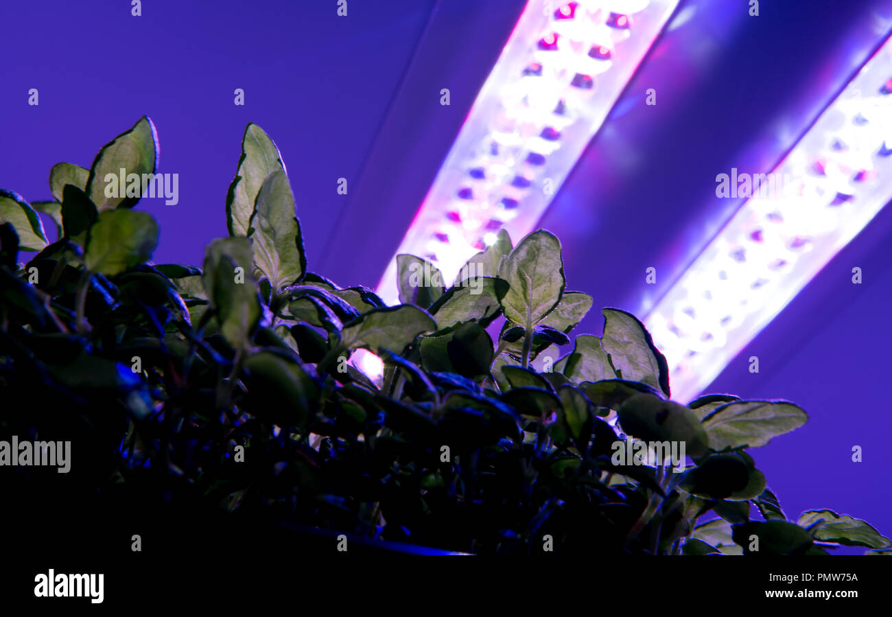 Vertical farming led hi-res stock photography and images - Alamy