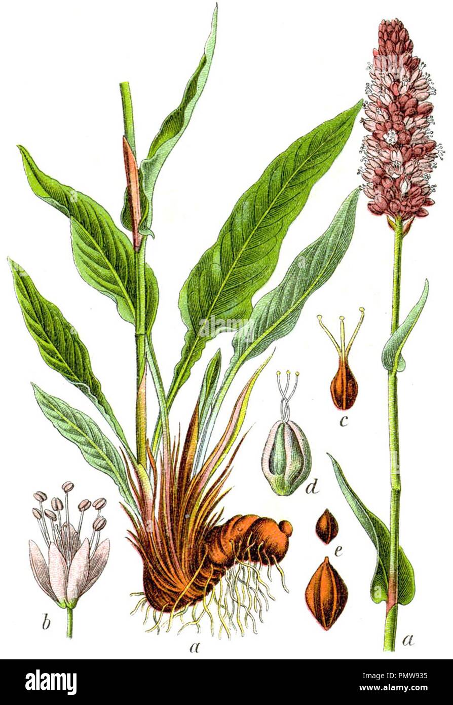 Bistorta officinalis Sturm61 Stock Photo - Alamy