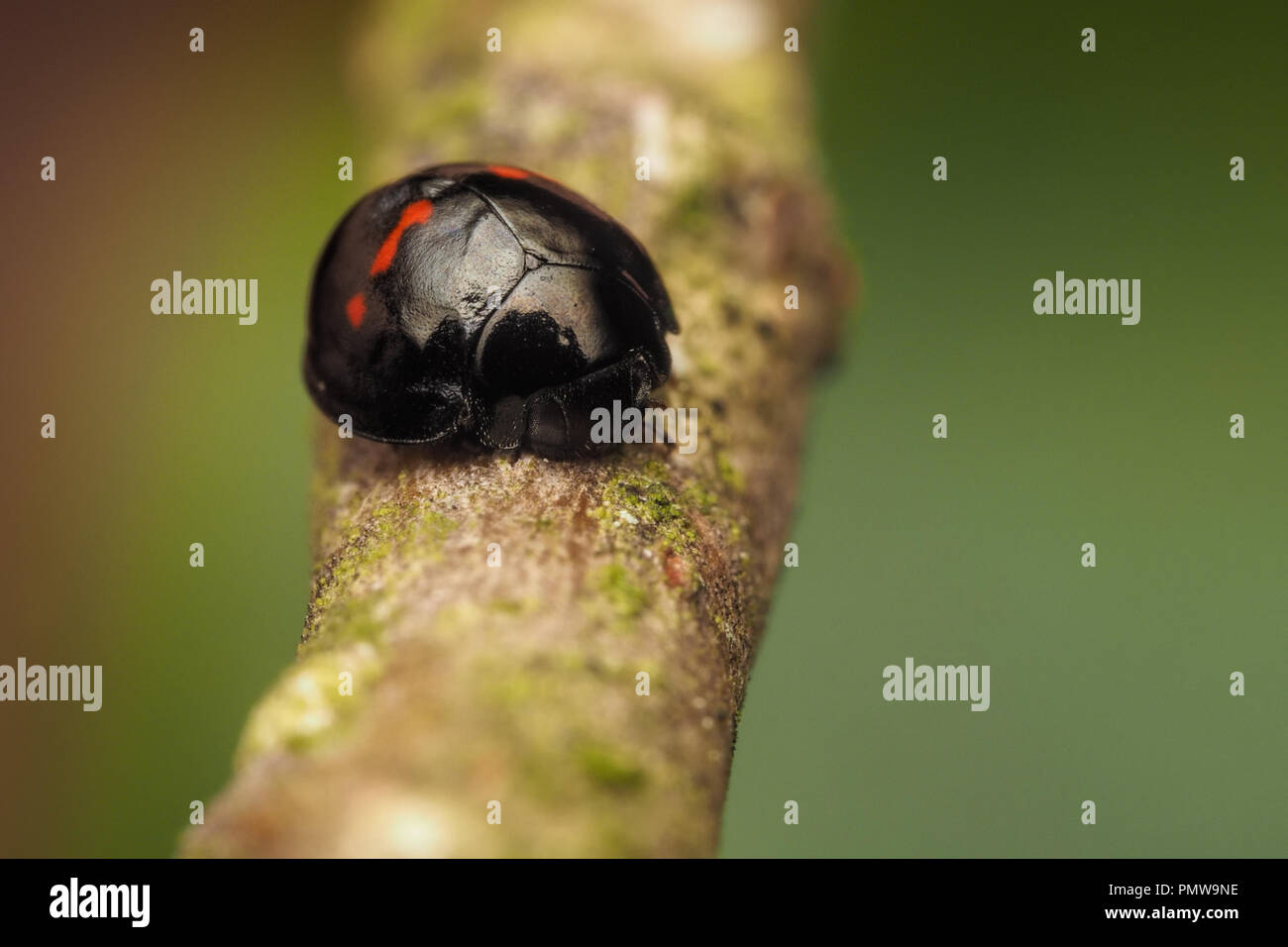 Heather Ladybird (Chilocorus bipustulatus) at rest on tree branch ...