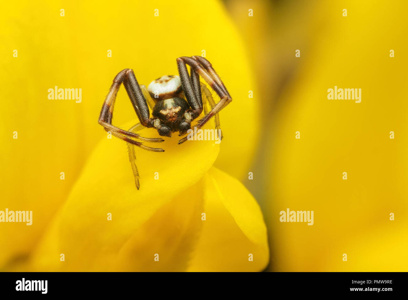 Male Misumena vatia crab spider resting on gorse flower. Tipperary ...