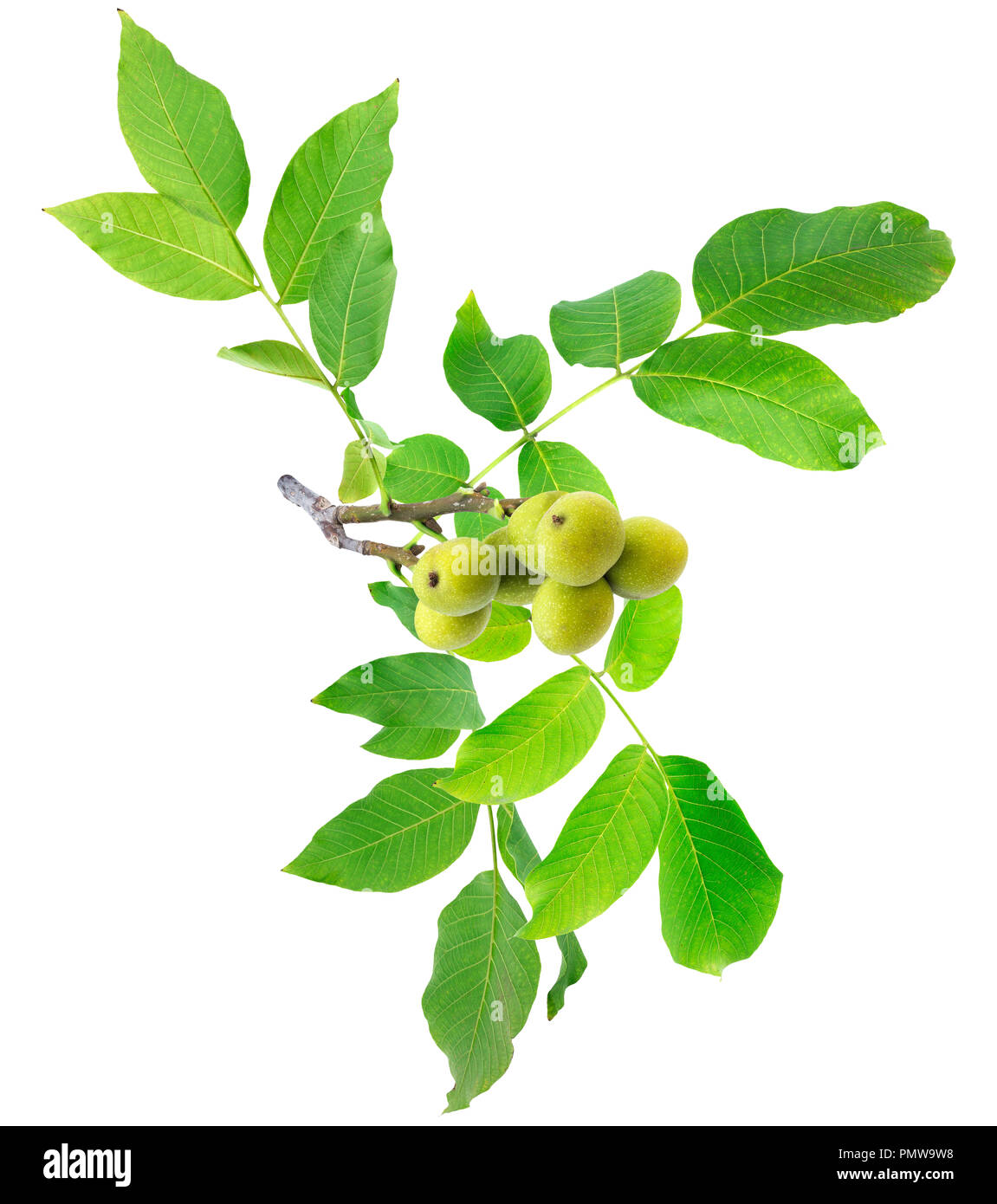 Walnut tree hi-res stock photography and images - Alamy