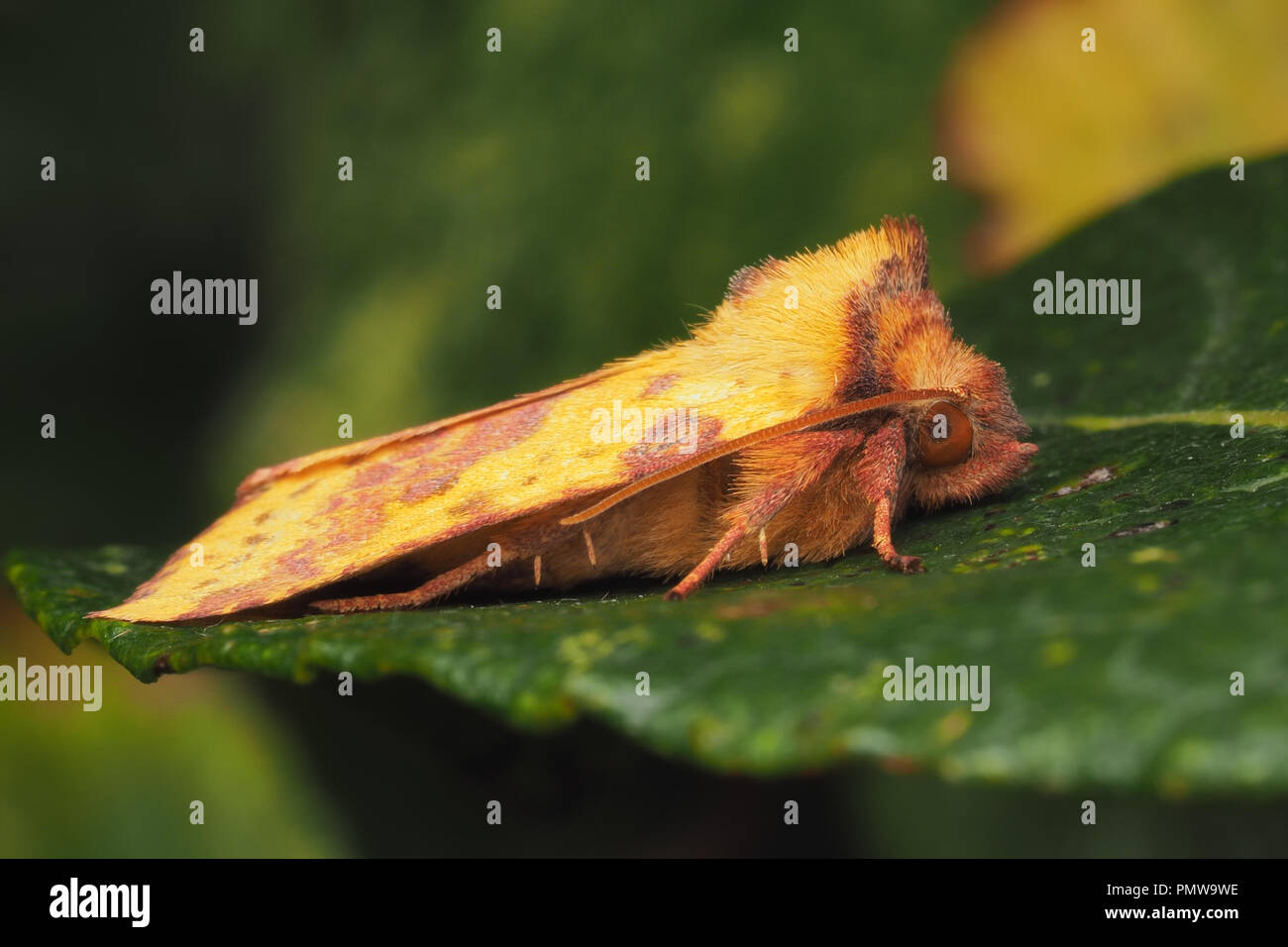 Pink-barred Sallow moth (Xanthia togata) at rest on leaf. Tipperary ...