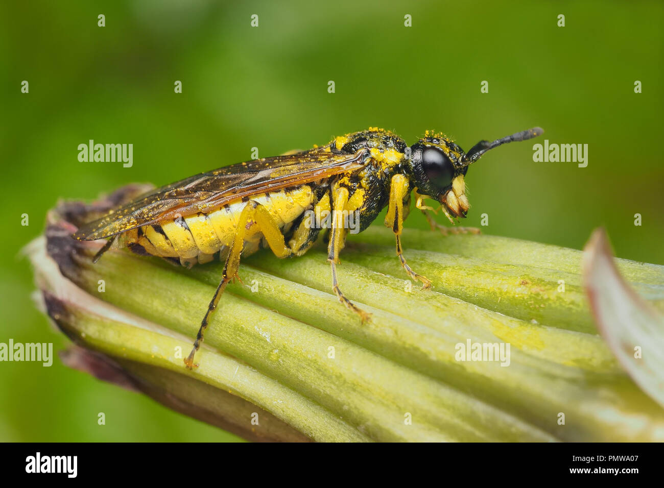 Sawflies tenthredo sp hi-res stock photography and images - Alamy