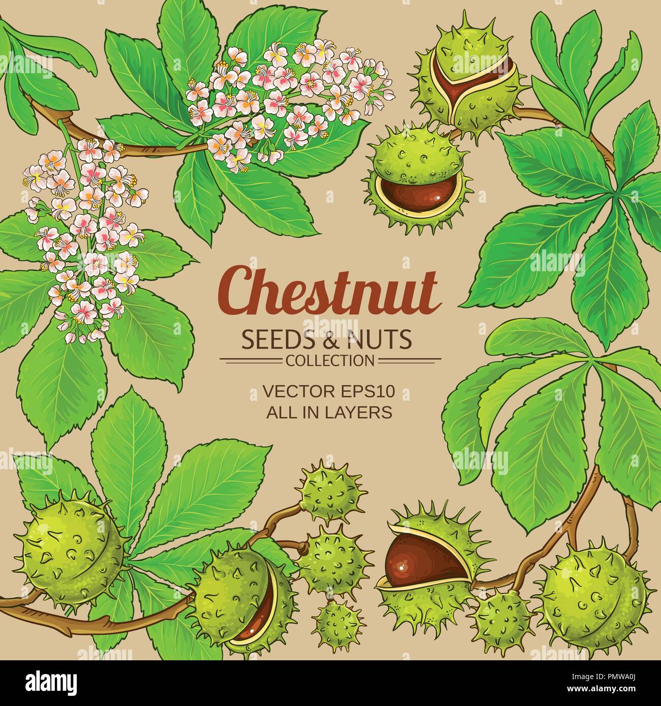 Color chestnut Stock Vector Images - Alamy