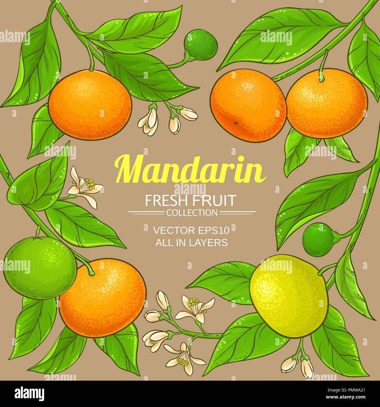 mandarin vector frame on color background Stock Vector Image & Art - Alamy