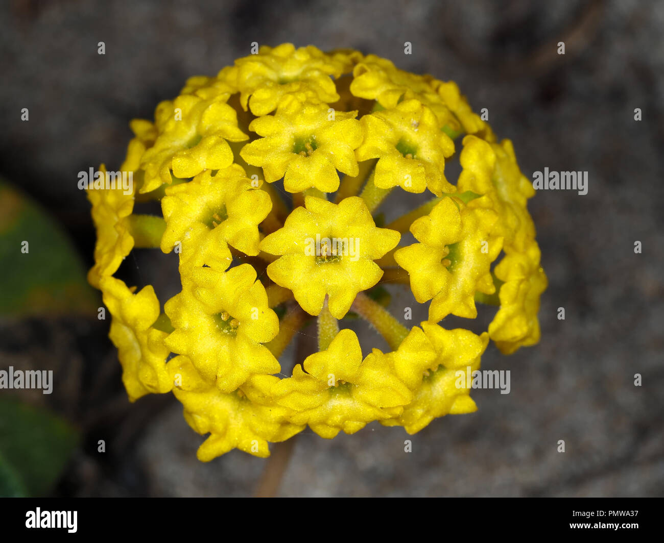 Wild Abronia latifolia (coastal yellow sand-verbena) flower head in ...