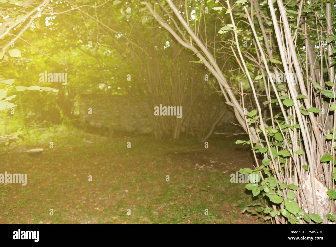 Footpath in forest, wood path, nature background Stock Photo - Alamy