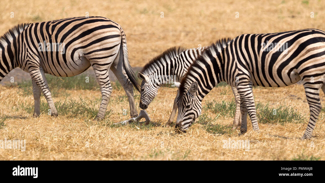 Damara zebra (Equus burchelli antiquorum) in Botswana Stock Photo - Alamy
