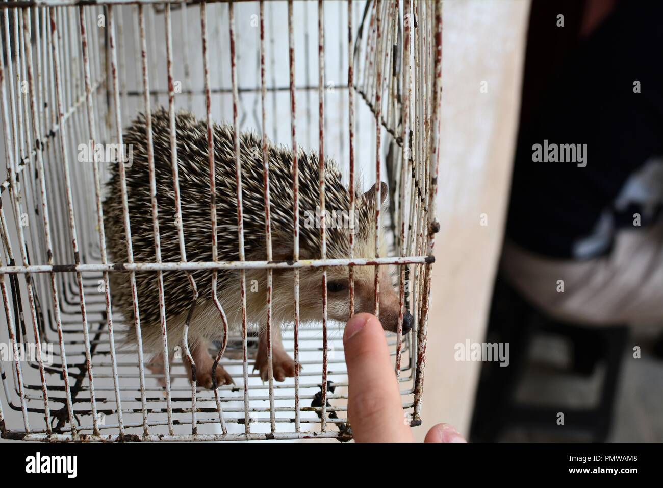 Hedgehog in the cage on the street of Fez, Morocco Stock Photo - Alamy
