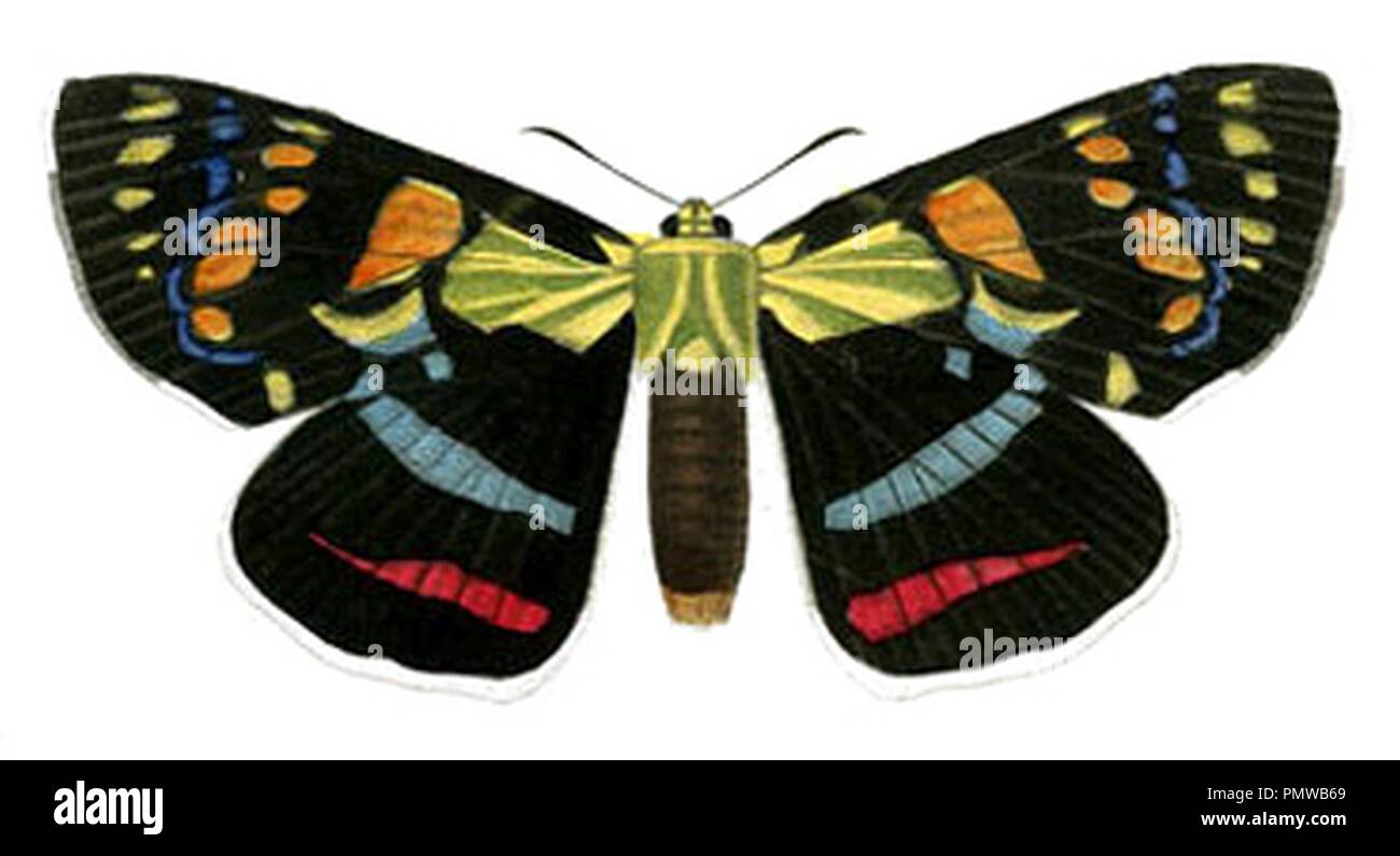 Agarista agricola hi-res stock photography and images - Alamy