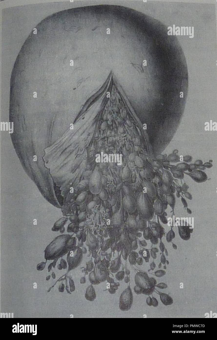 Boivin High Resolution Stock Photography and Images - Alamy