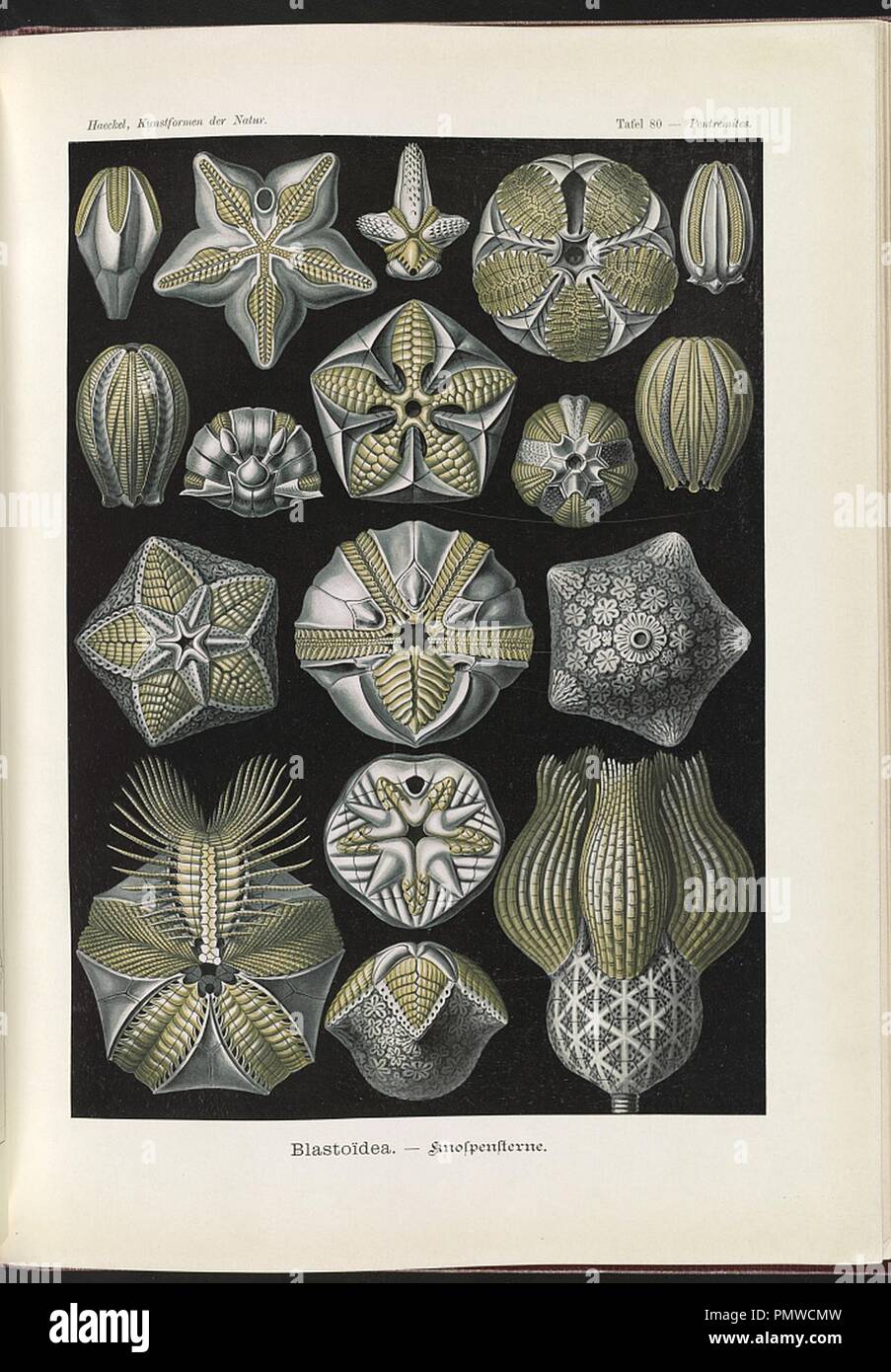 Blastoidea hi-res stock photography and images - Alamy