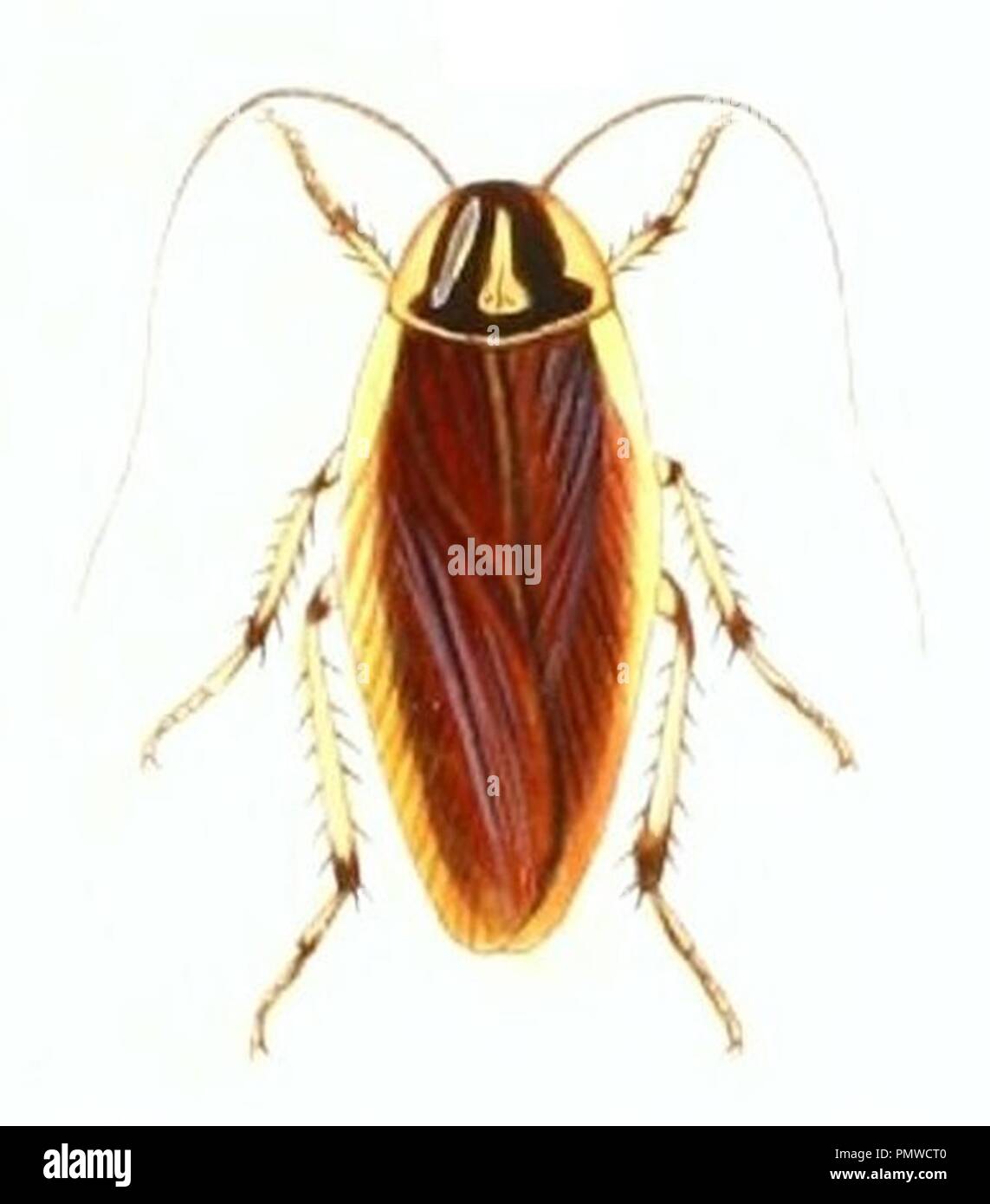 Lacrymula Cut Out Stock Images & Pictures - Alamy