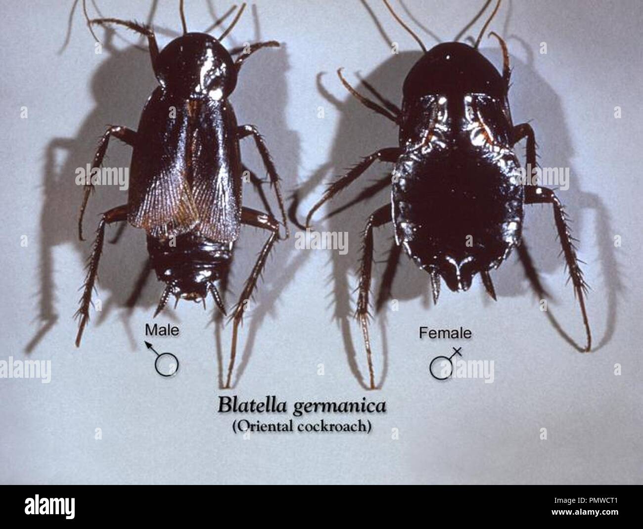 Blatta orientalis cdc Stock Photo - Alamy