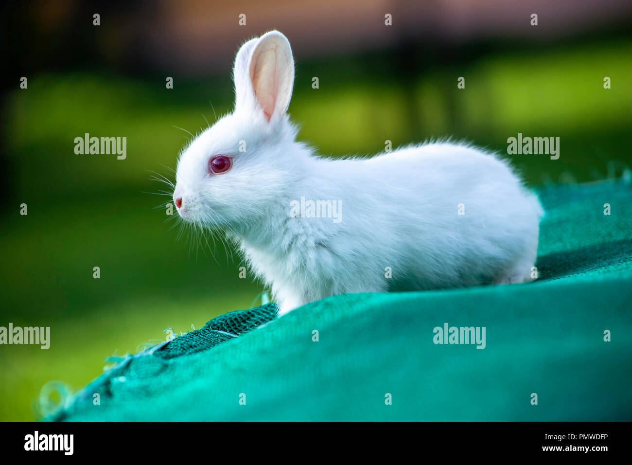 Rabbit ear white background hi-res stock photography and images - Alamy