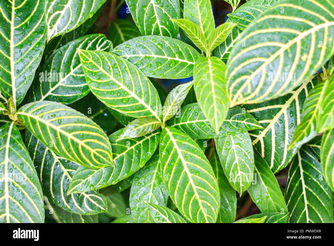 Shrubby white vein hi-res stock photography and images - Alamy