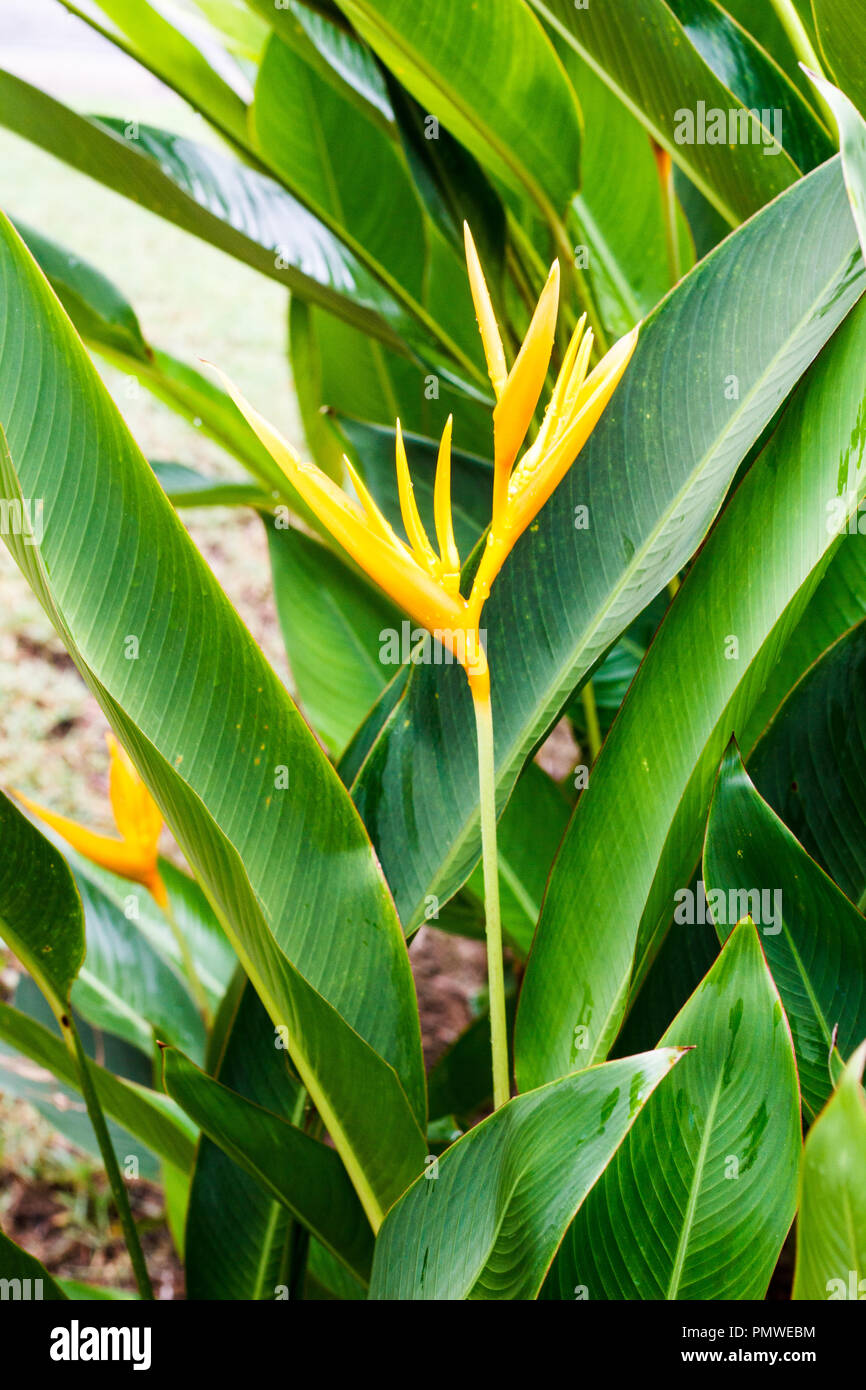 Claw flower hi-res stock photography and images - Alamy