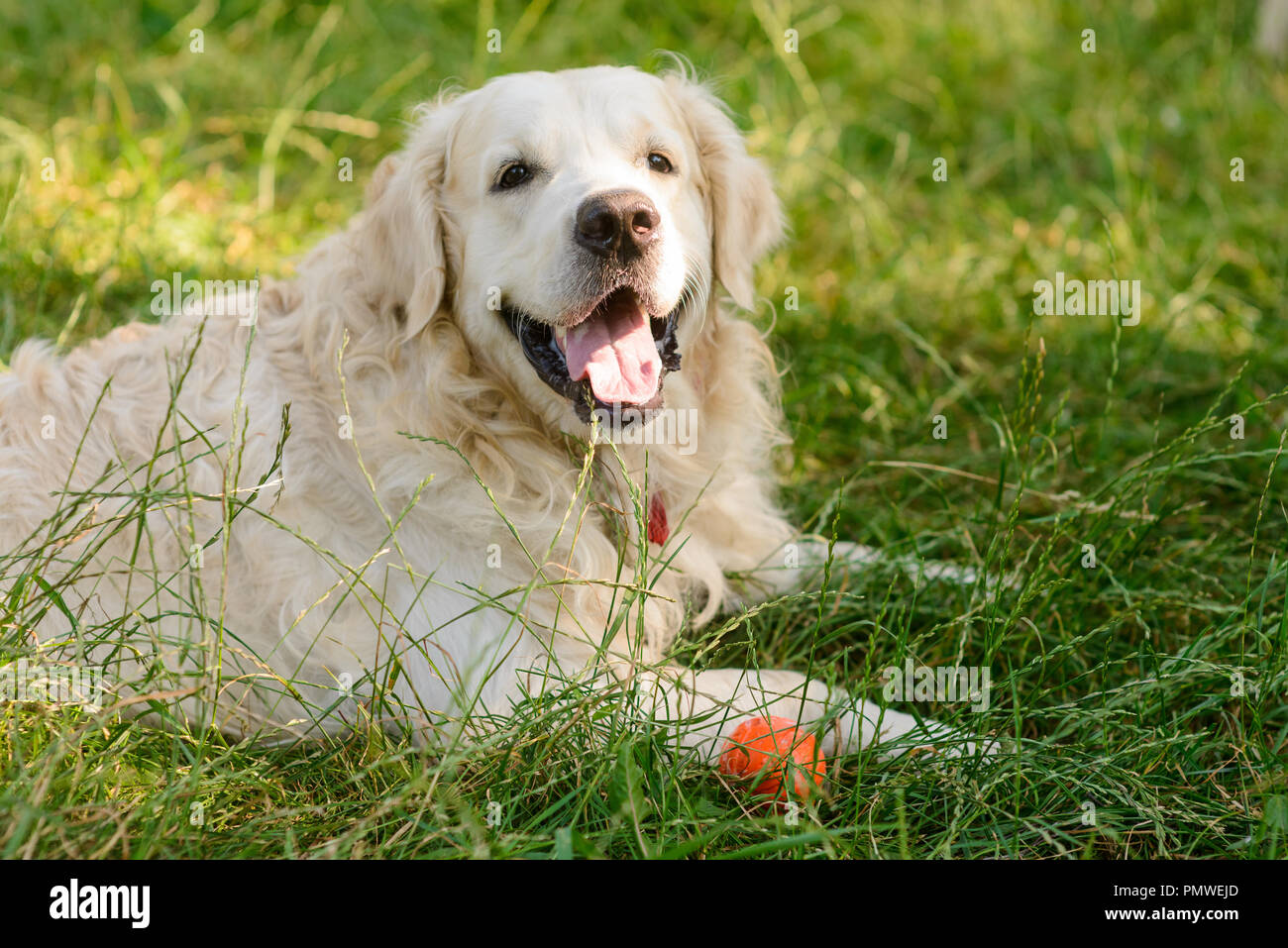 Dog in the foreground hi-res stock photography and images - Alamy