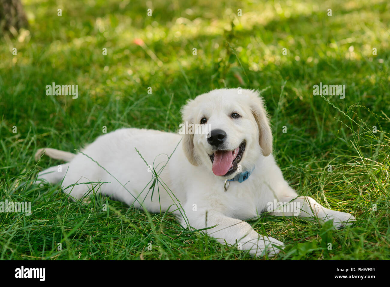 An adorable puppy in nature Stock Photo - Alamy