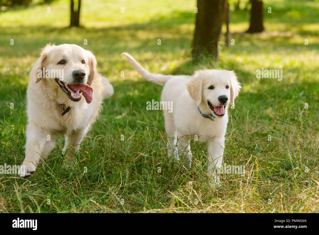 Run of two dogs Stock Photo - Alamy