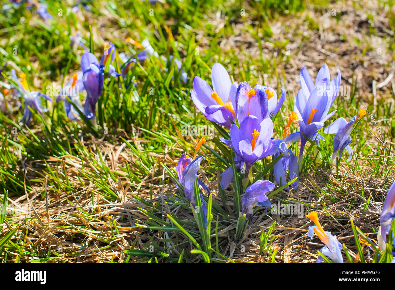 Spring background with close-up group of blooming crocuses spring ...