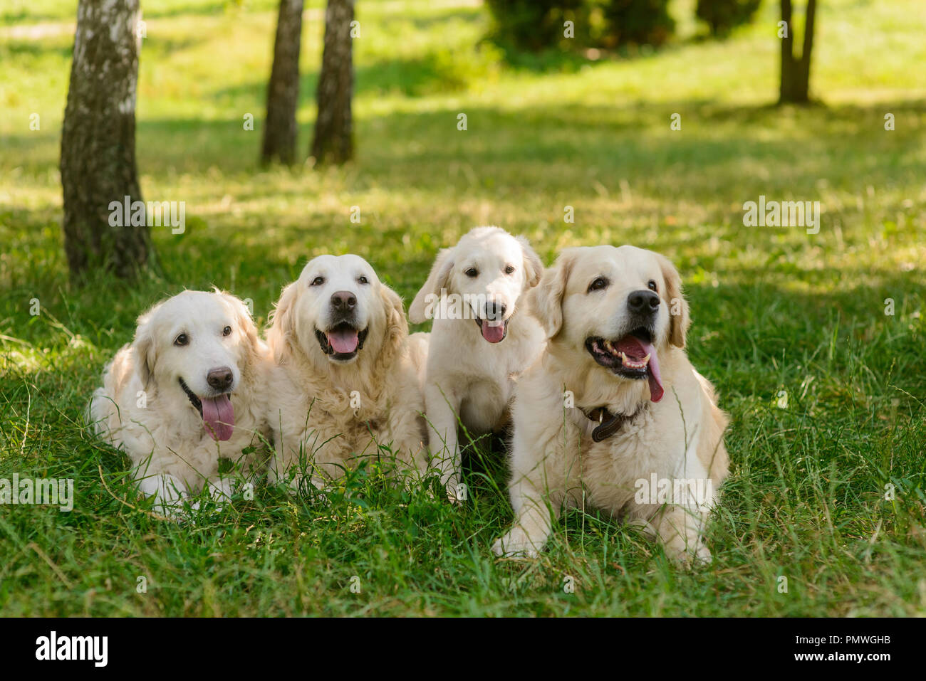 Happy family of dogs Stock Photo - Alamy