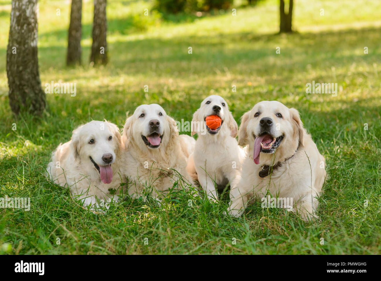 Tired animals lie on the ground Stock Photo - Alamy