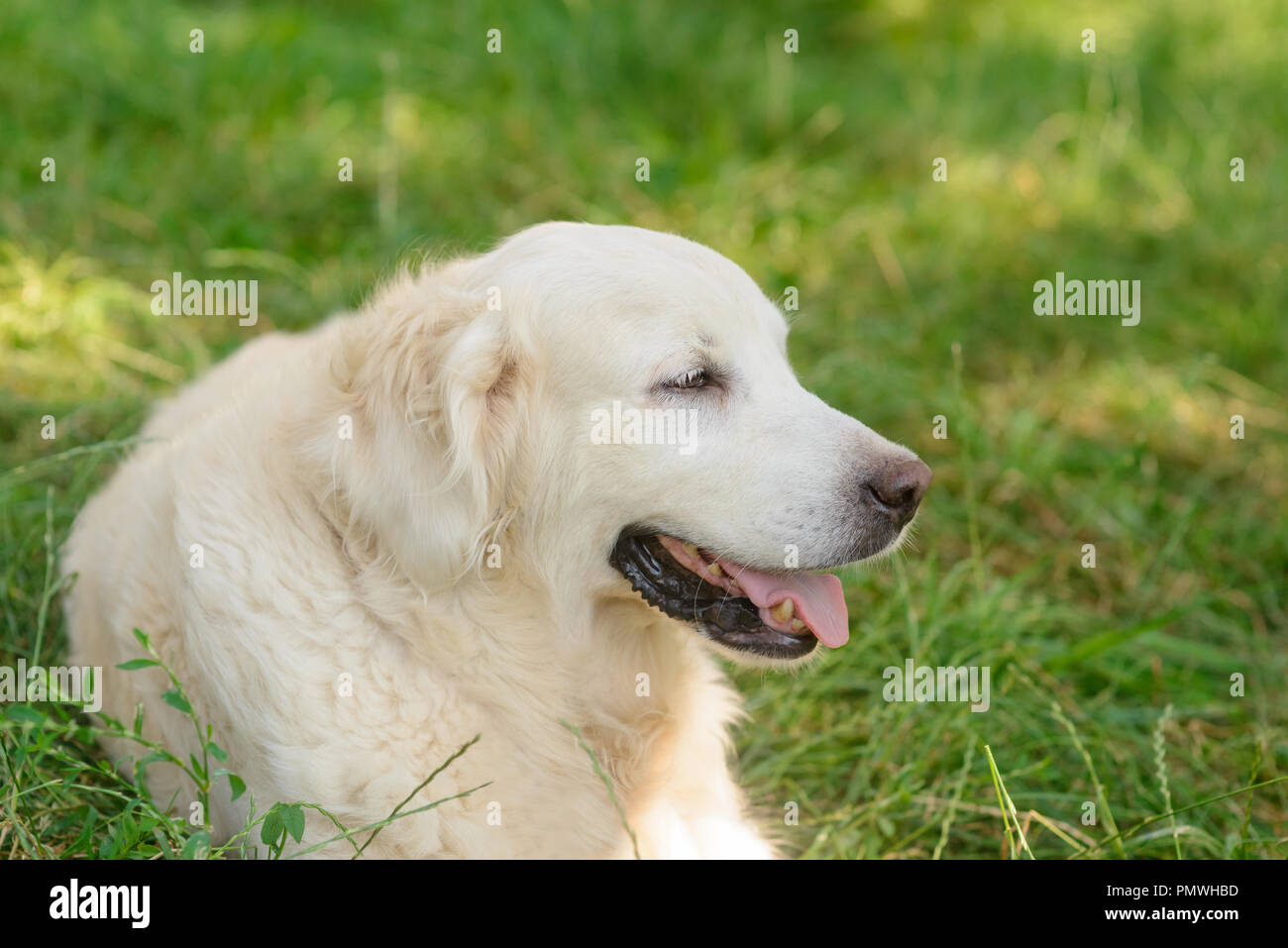 An adorable golden retriever Stock Photo - Alamy