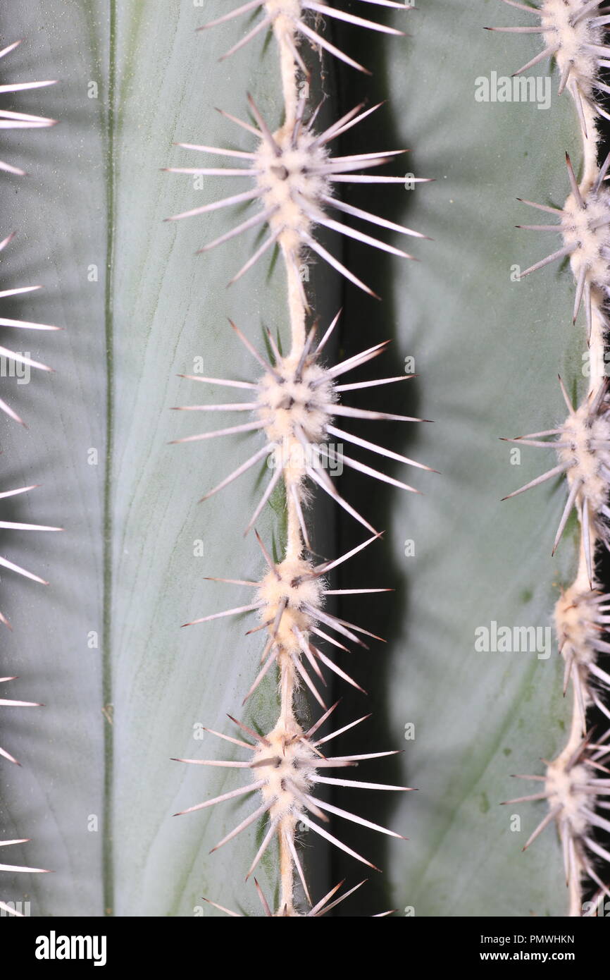 The thorns of cactuses are botanically defined as "outgrowths" of the ...