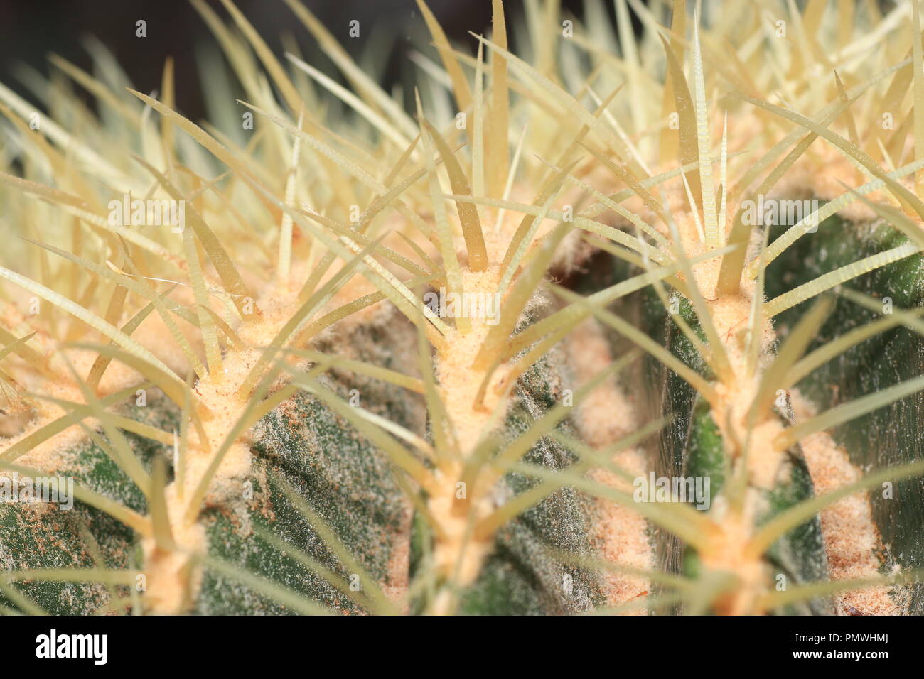 The thorns of cactuses are botanically defined as "outgrowths" of the ...