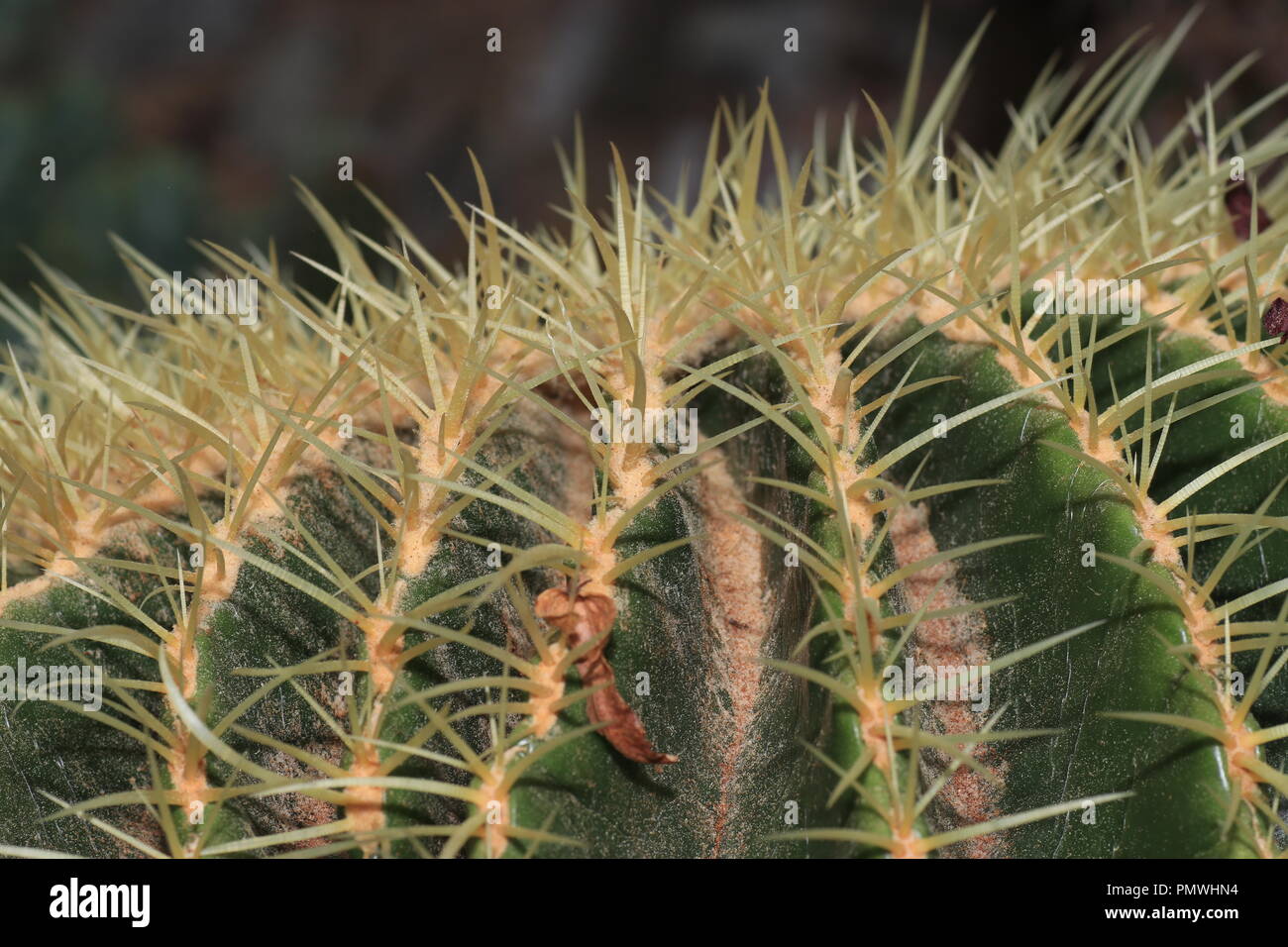 The thorns of cactuses are botanically defined as "outgrowths" of the ...