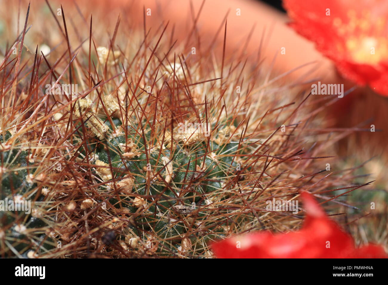The thorns of cactuses are botanically defined as "outgrowths" of the ...