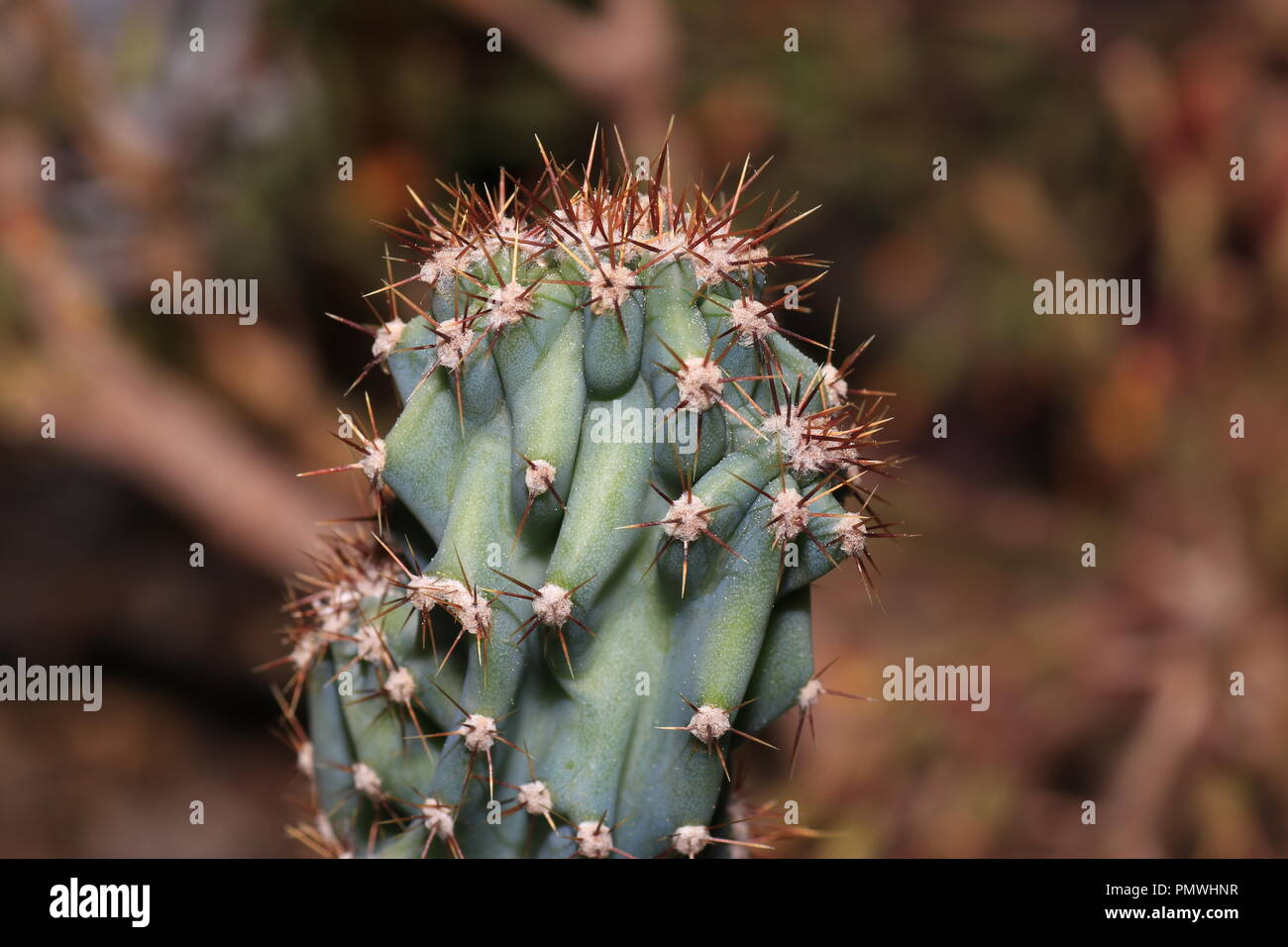 The thorns of cactuses are botanically defined as "outgrowths" of the ...