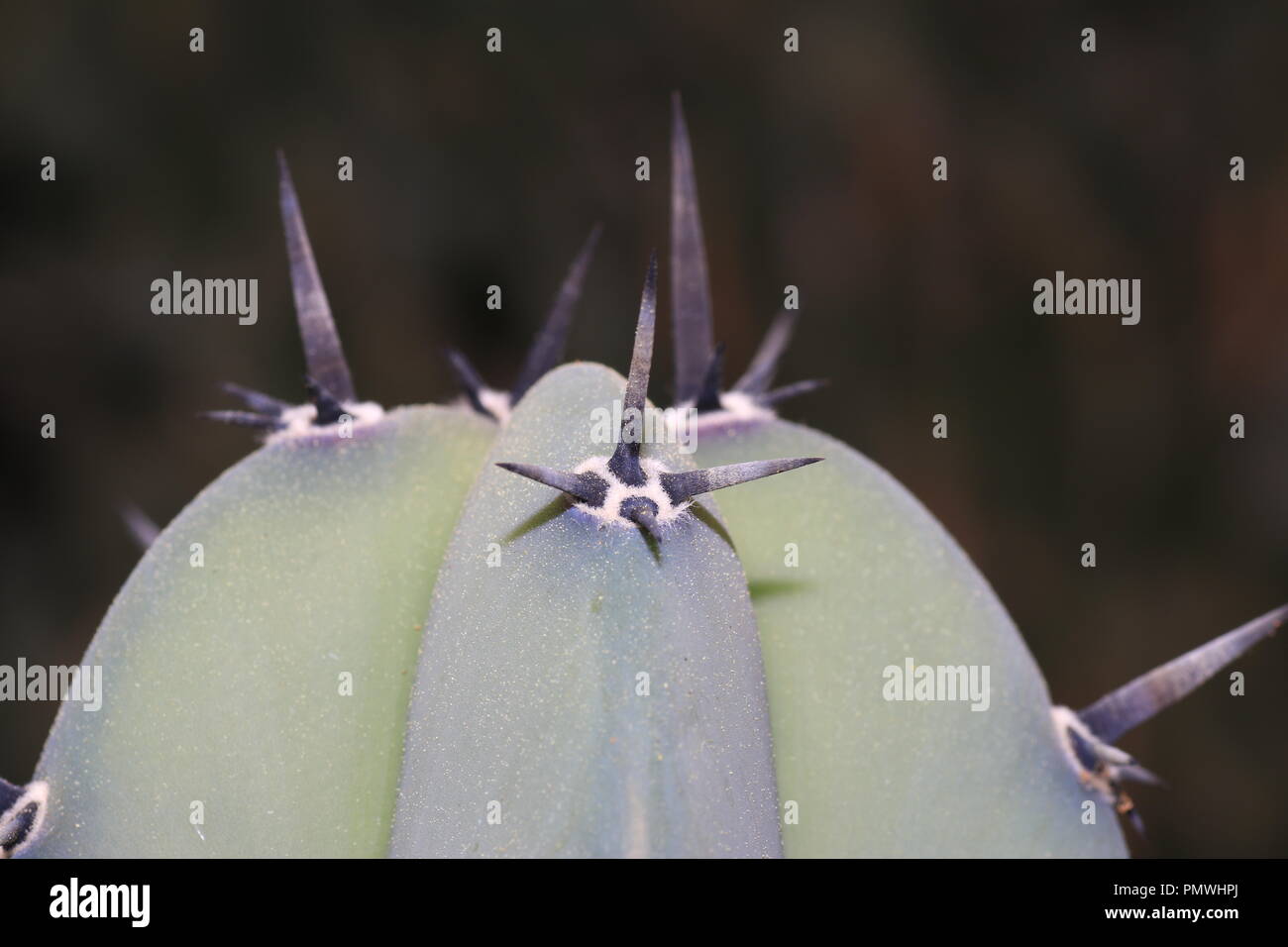 The thorns of cactuses are botanically defined as "outgrowths" of the ...