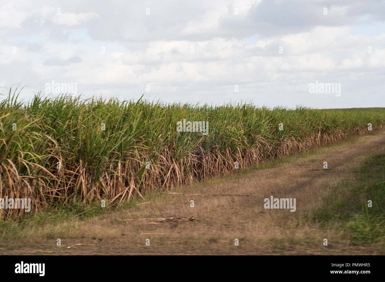 sugar cane processing Stock Photo - Alamy