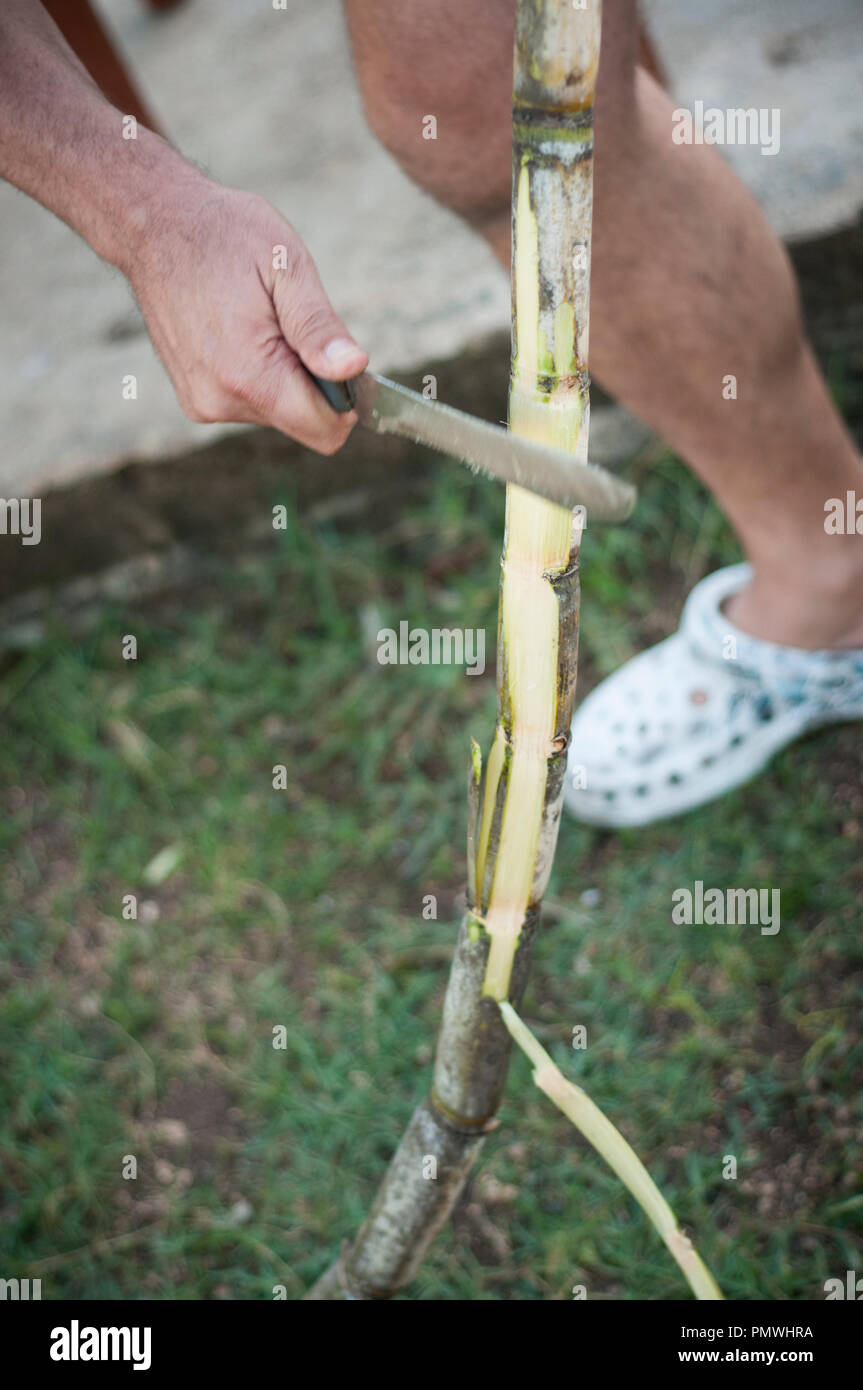 sugar cane processing Stock Photo - Alamy