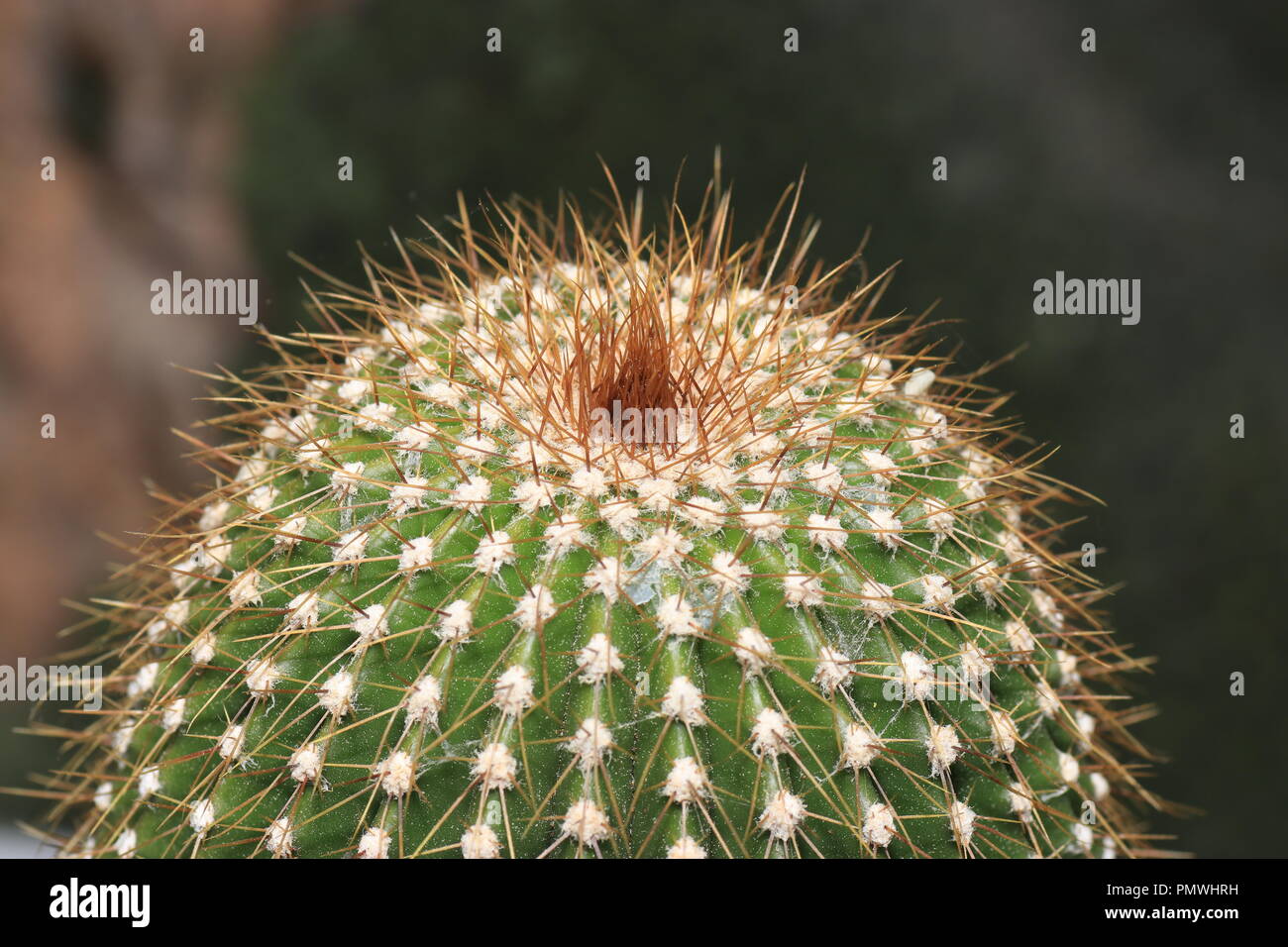 The thorns of cactuses are botanically defined as "outgrowths" of the ...