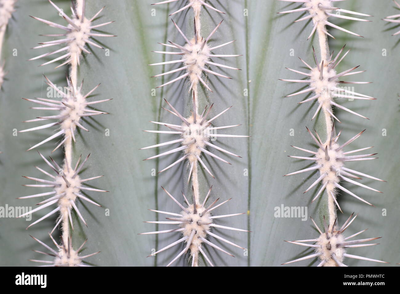 The thorns of cactuses are botanically defined as "outgrowths" of the ...